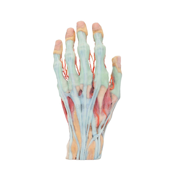 3-D Printed Human Superficial Hand Dissection Model Manufacturers, 3-D ...