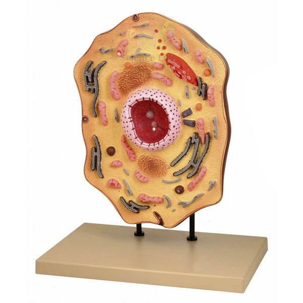 Animal Cell Model Manufacturers, Animal Cell Model Suppliers, Animal ...