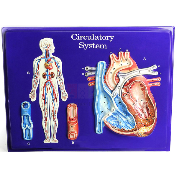Circulatory System Model Activity Set Manufacturers, Circulatory System ...