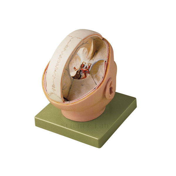 Human Dura Mater Model Manufacturers, Human Dura Mater Model Suppliers ...