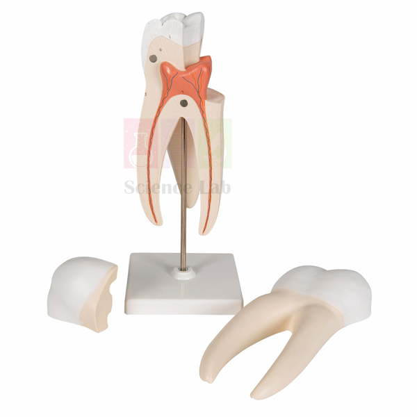 Human Teeth Model, Triple Root Molar Manufacturers, Human Teeth Model ...