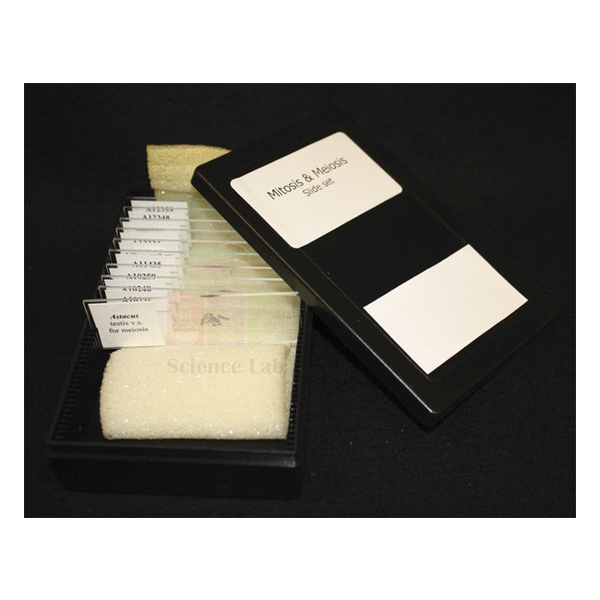 Mitosis & Meiosis Set, Microscope Slides Manufacturers, Mitosis ...